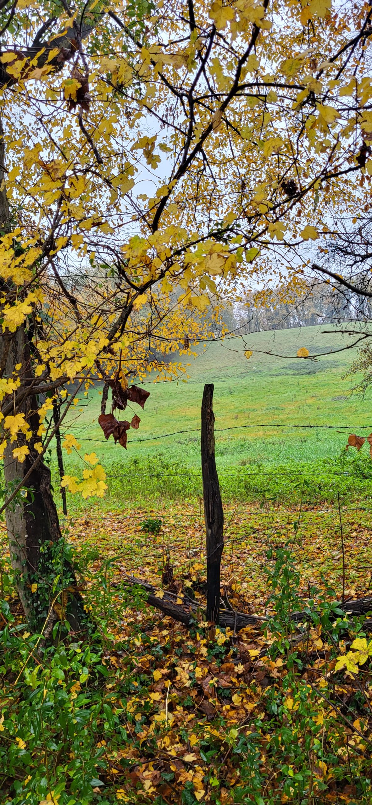 Le parc des étangs de Mathan, un des poumons verts de Genas ⋆ Le Loft ...