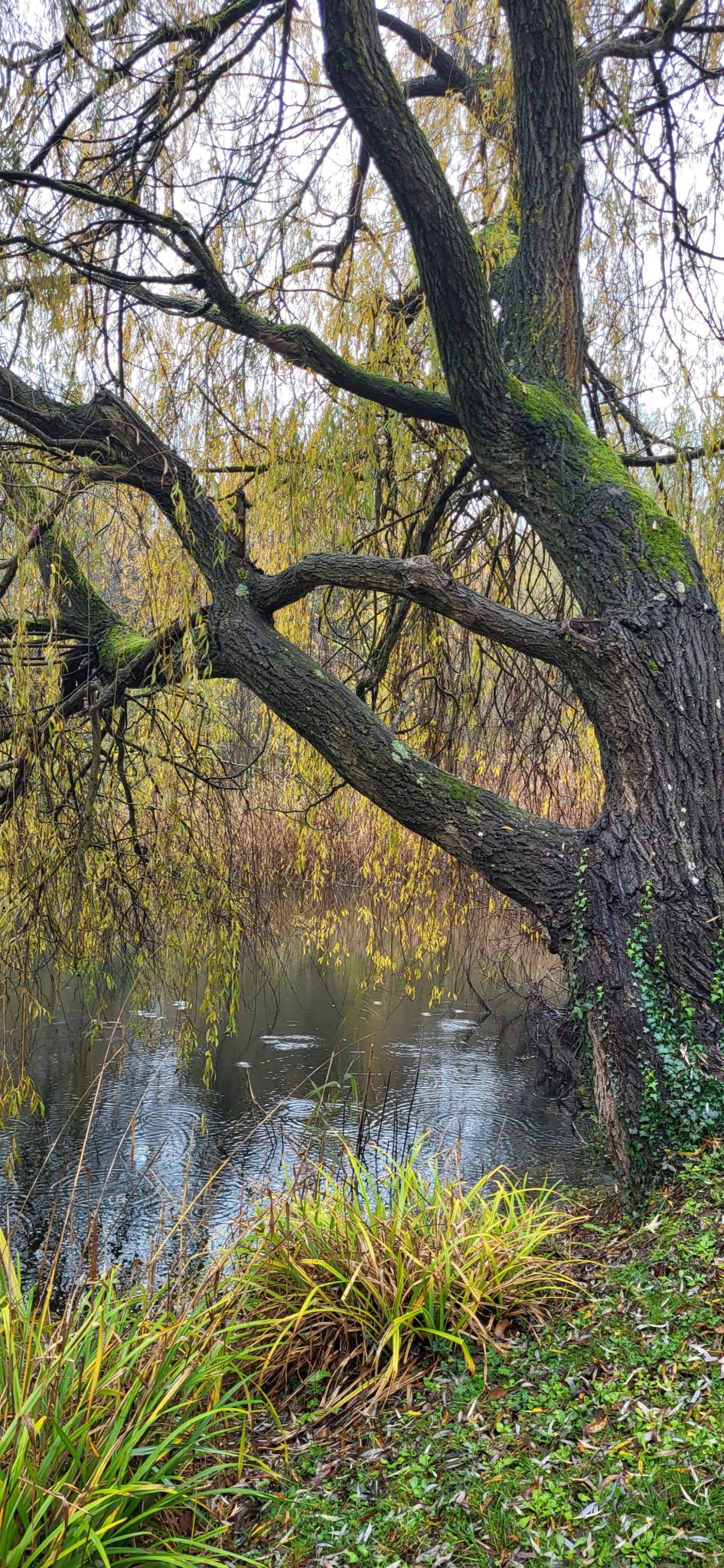 Le parc des étangs de Mathan, un des poumons verts de Genas ⋆ Le Loft ...